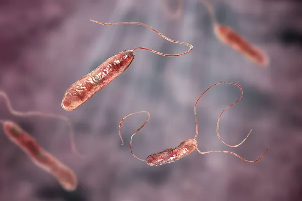 Scientific Image Motile Flagellated Bacteria Bacterium Stenotrophomonas ...