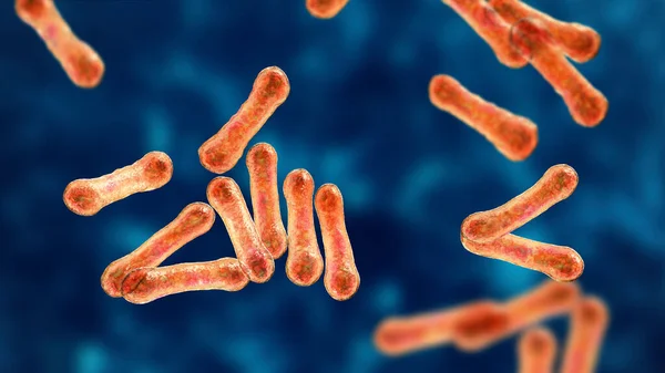 Corynebacterium Stock Photos, Royalty Free Corynebacterium Images ...