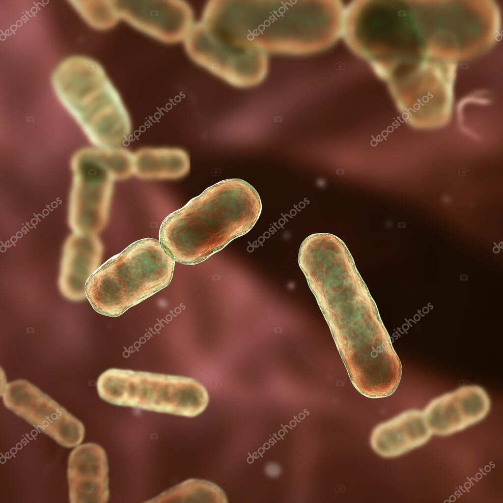 Imagen cient fica de bacterias Bacteroides fragilis y otras Bacteroides ...