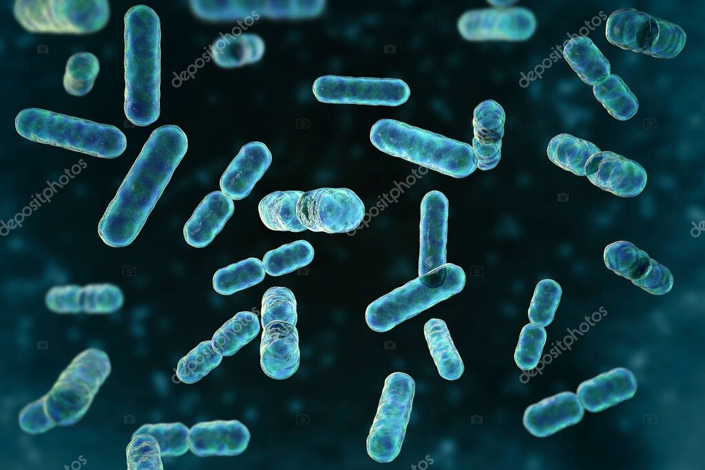 Imagen científica de la bacteria Bacteroides, bacteria anaeróbica ...