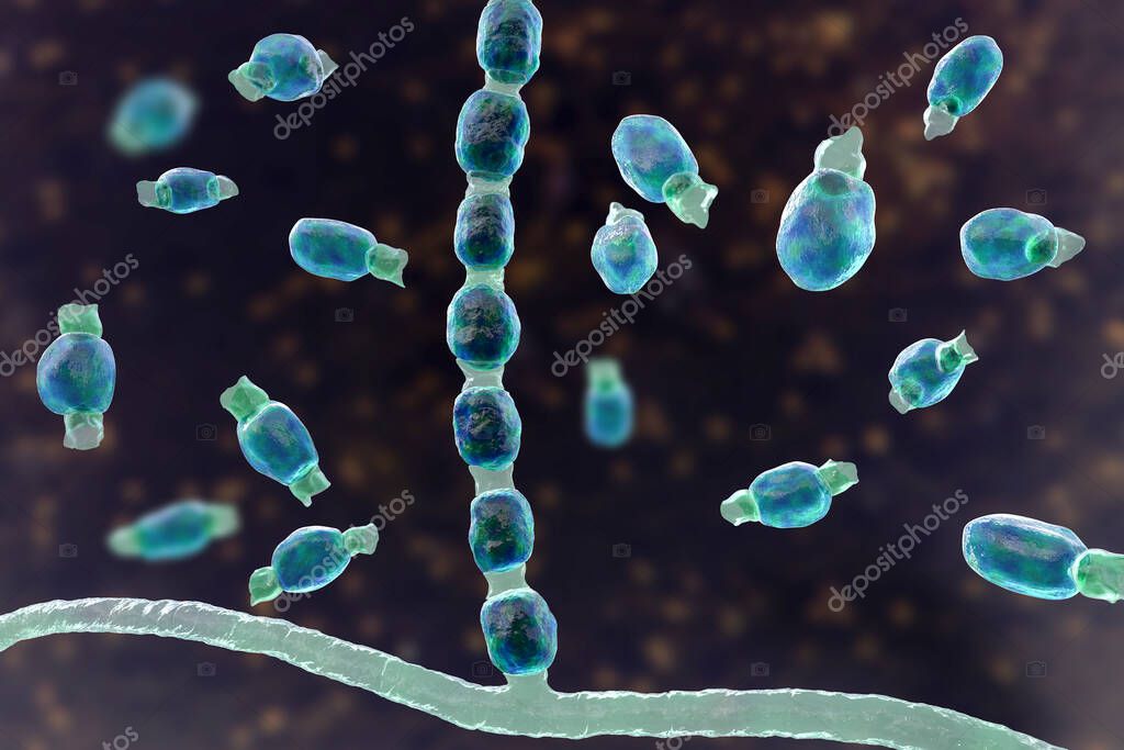 Hongos Coccidioides immitis, etapa saprofita, ilustración 3D que ...