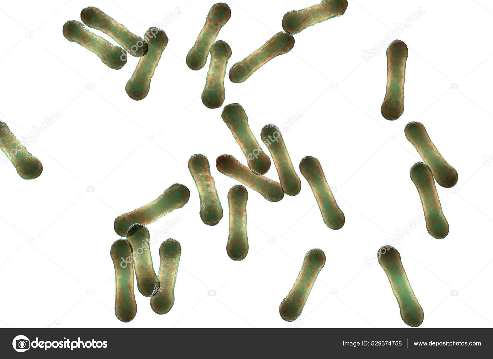 Diphtheria Bacteria Shape