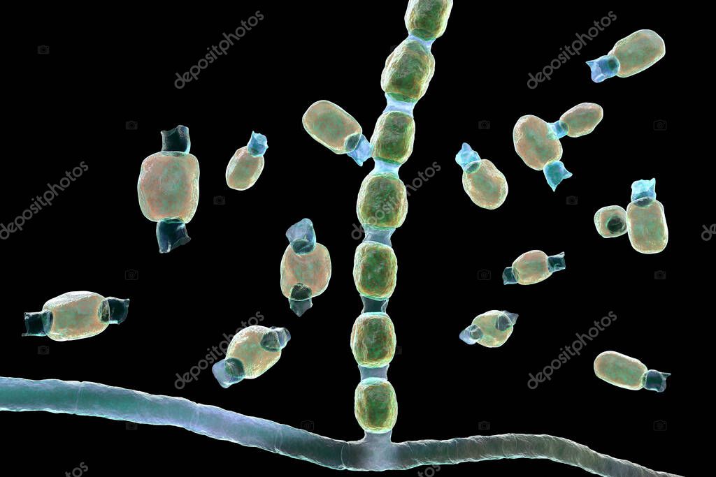 Hongos Coccidioides immitis, etapa saprofita, ilustraci n 3D que ...