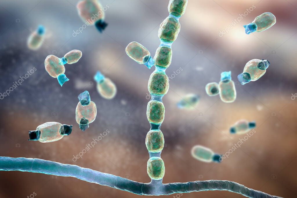 Hongos Coccidioides immitis, etapa saprofita, ilustración 3D que ...