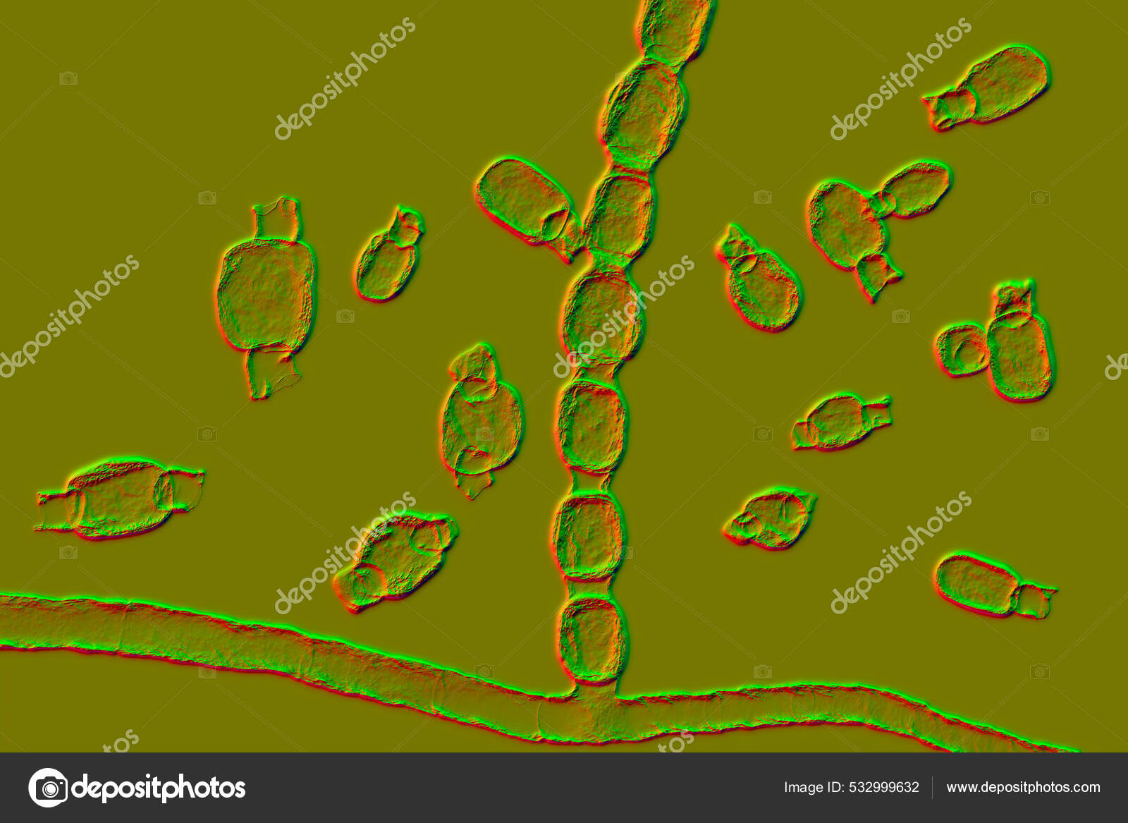 Arthroconidia