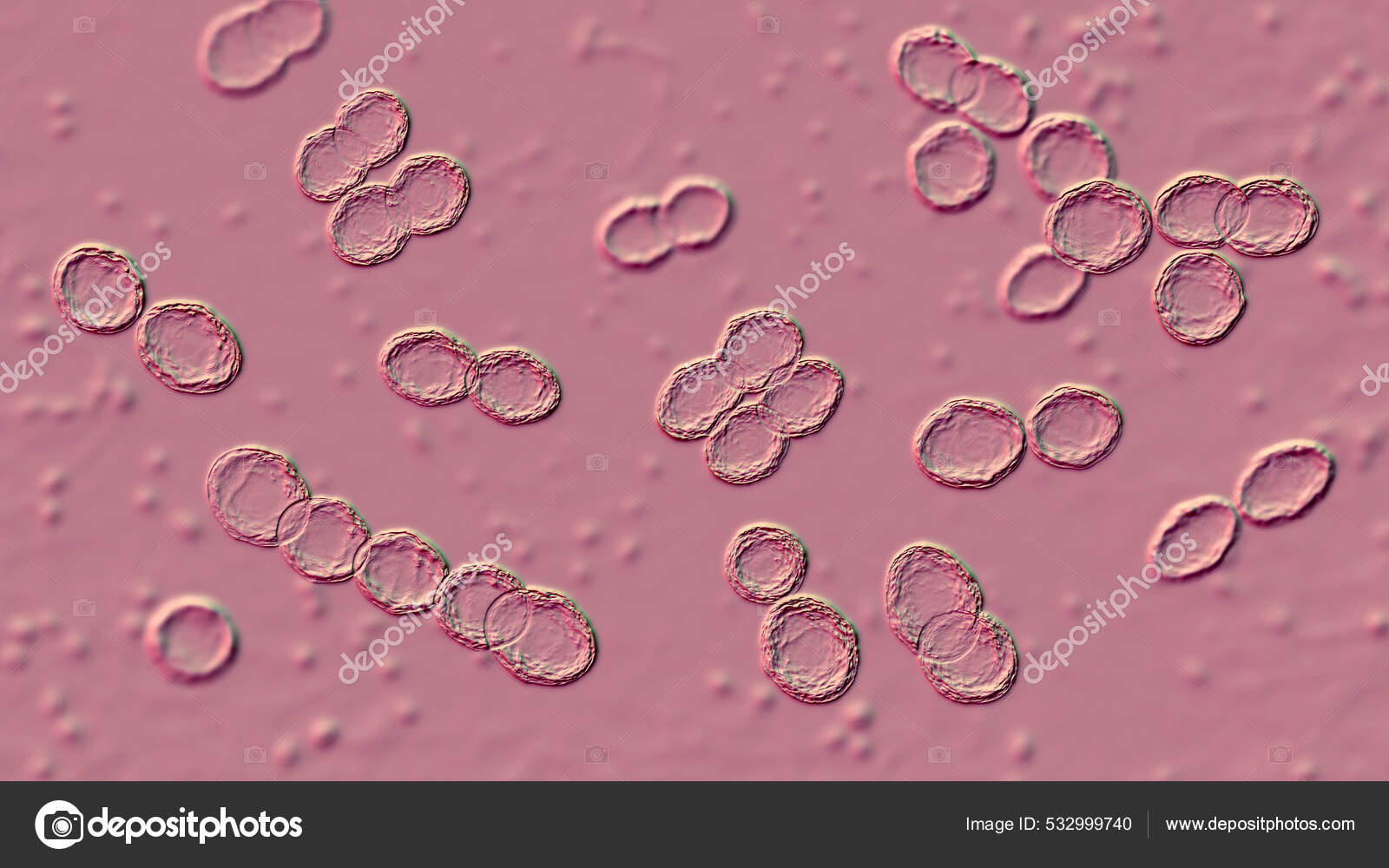 Bacteria Lactococcus Illustration Gram Positive Cocci Lactic Acid ...