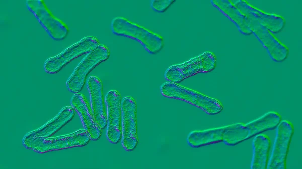 Corynebacterium Stock Photos, Royalty Free Corynebacterium Images ...