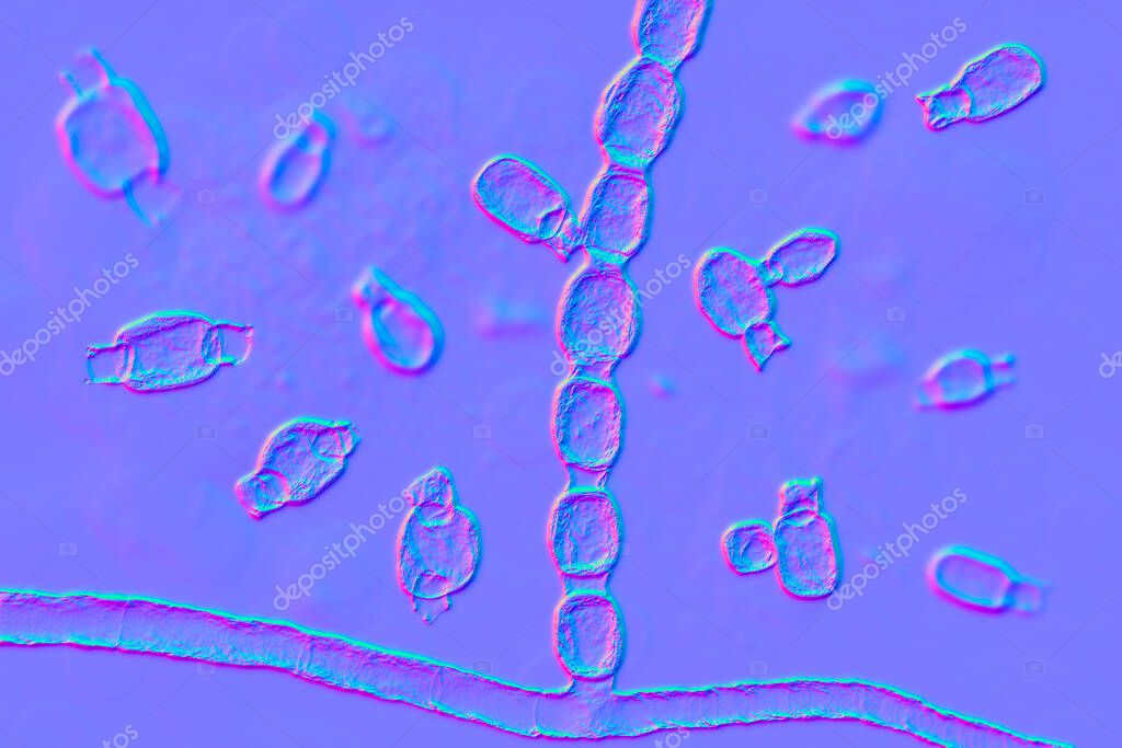 Hongos Coccidioides immitis, etapa saprofita, ilustración 3D que ...