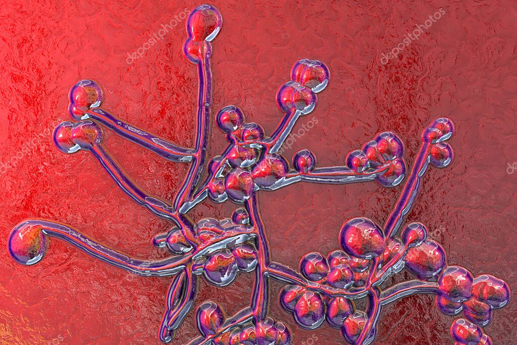 Hongos Candida, Candida albicans, C. auris y otras levaduras patógenas ...