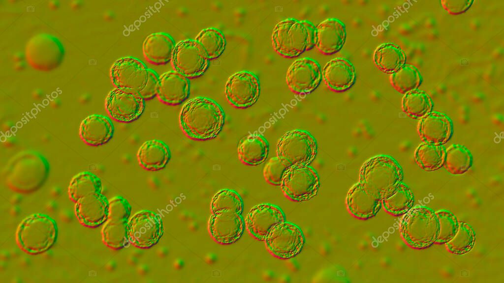 Bacterias Pediococcus, ilustración 3D. Cocos grampositivos, asociados ...