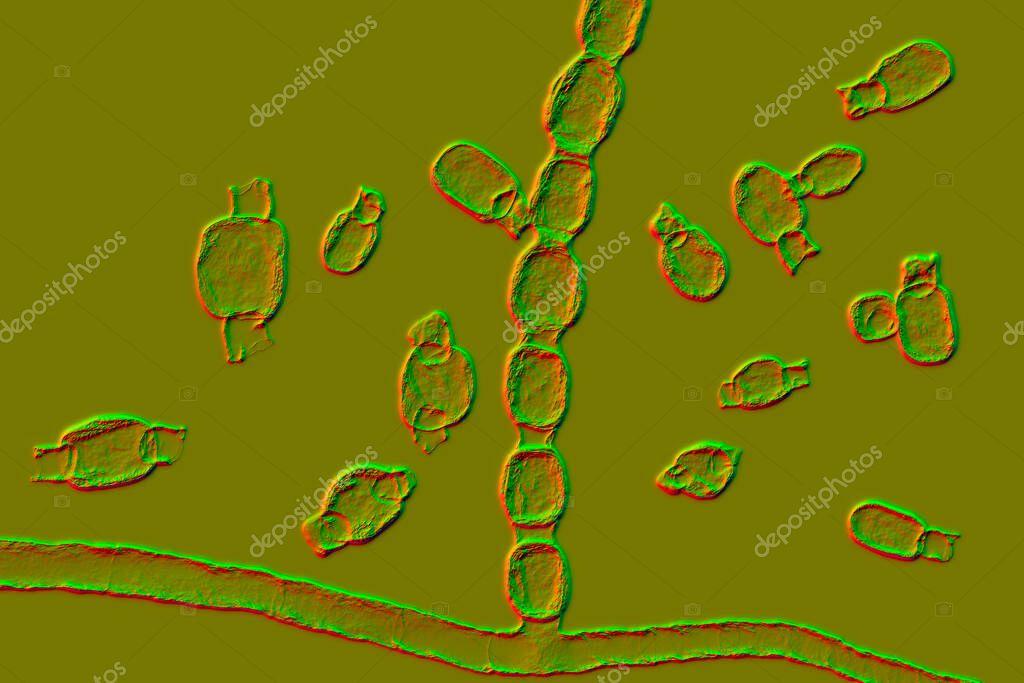 Hongos Coccidioides immitis, etapa saprofita, ilustración 3D que ...