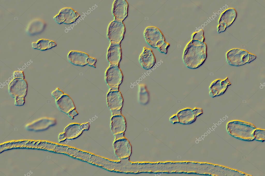 Hongos Coccidioides immitis, etapa saprofita, ilustración 3D que ...