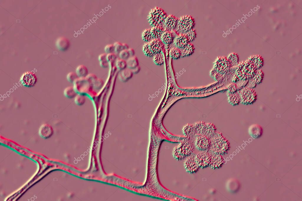 Hongos microscópicos Cunninghamella, ilustración científica 3D. Hongos ...