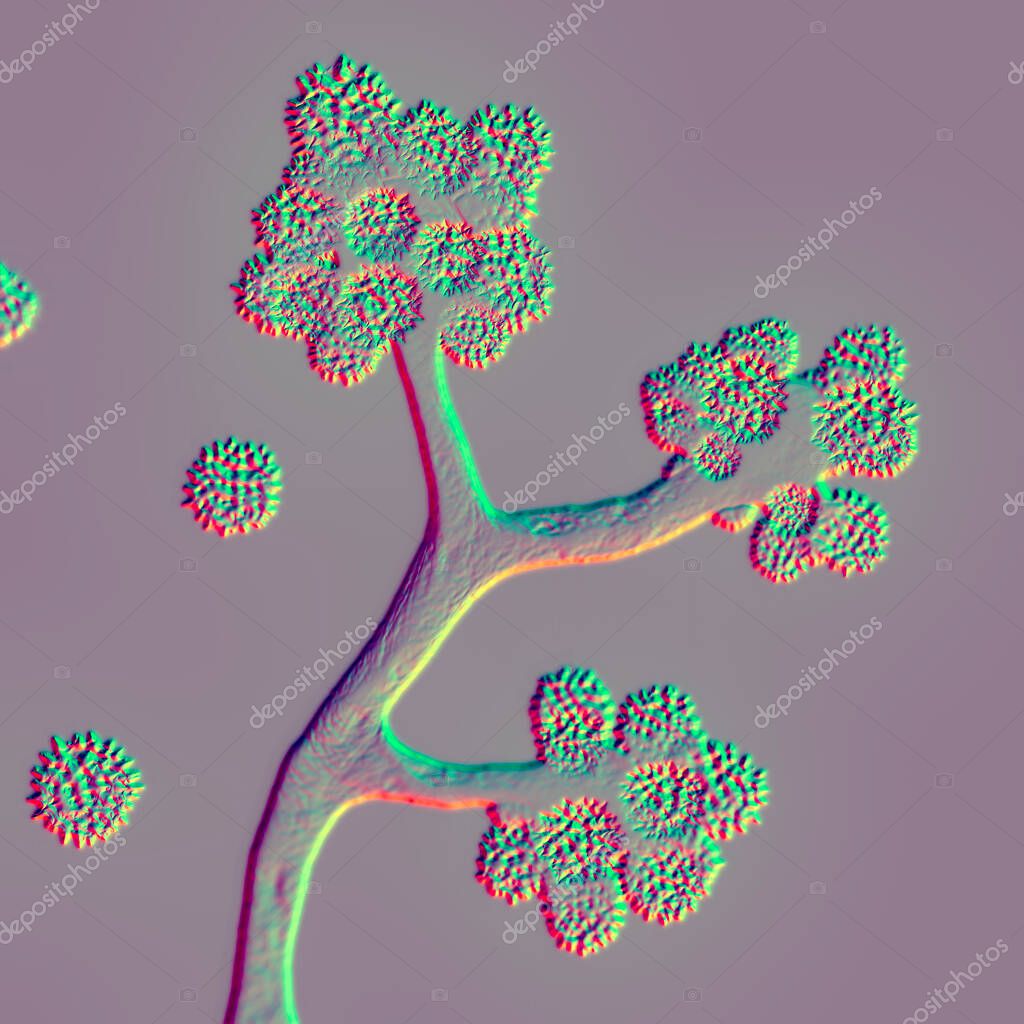 Hongos microscópicos Cunninghamella, ilustración científica 3D. Hongos ...