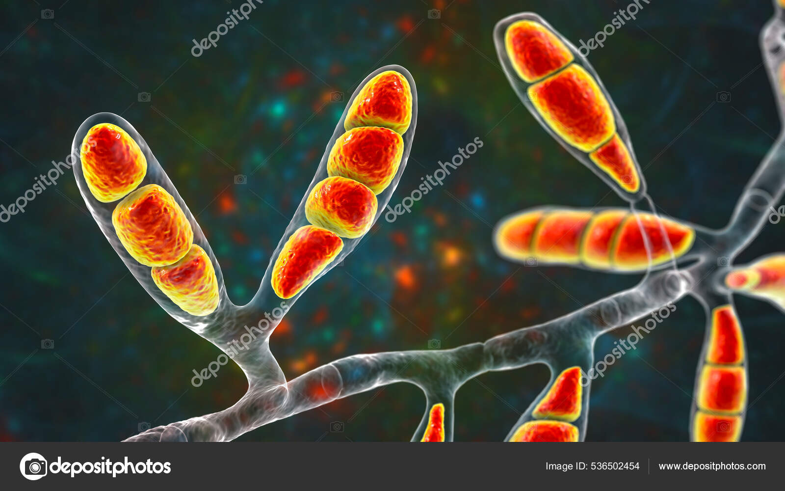 Hongos Microscópicos Epidermophyton Floccosum Ilustración Científica ...
