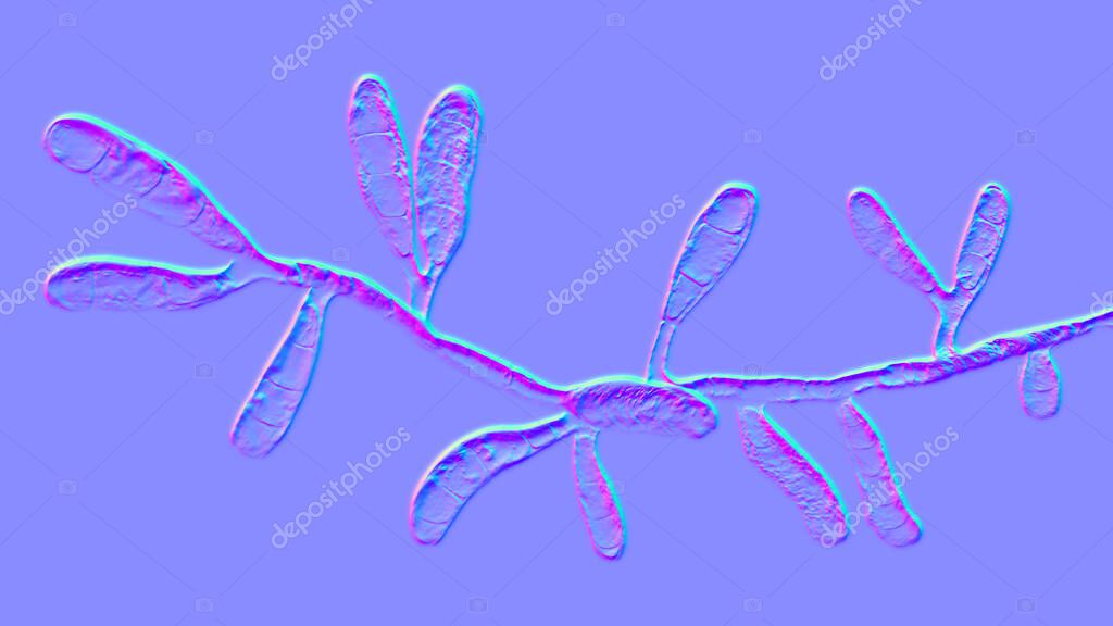 Hongos microscópicos Epidermophyton floccosum, ilustración científica ...
