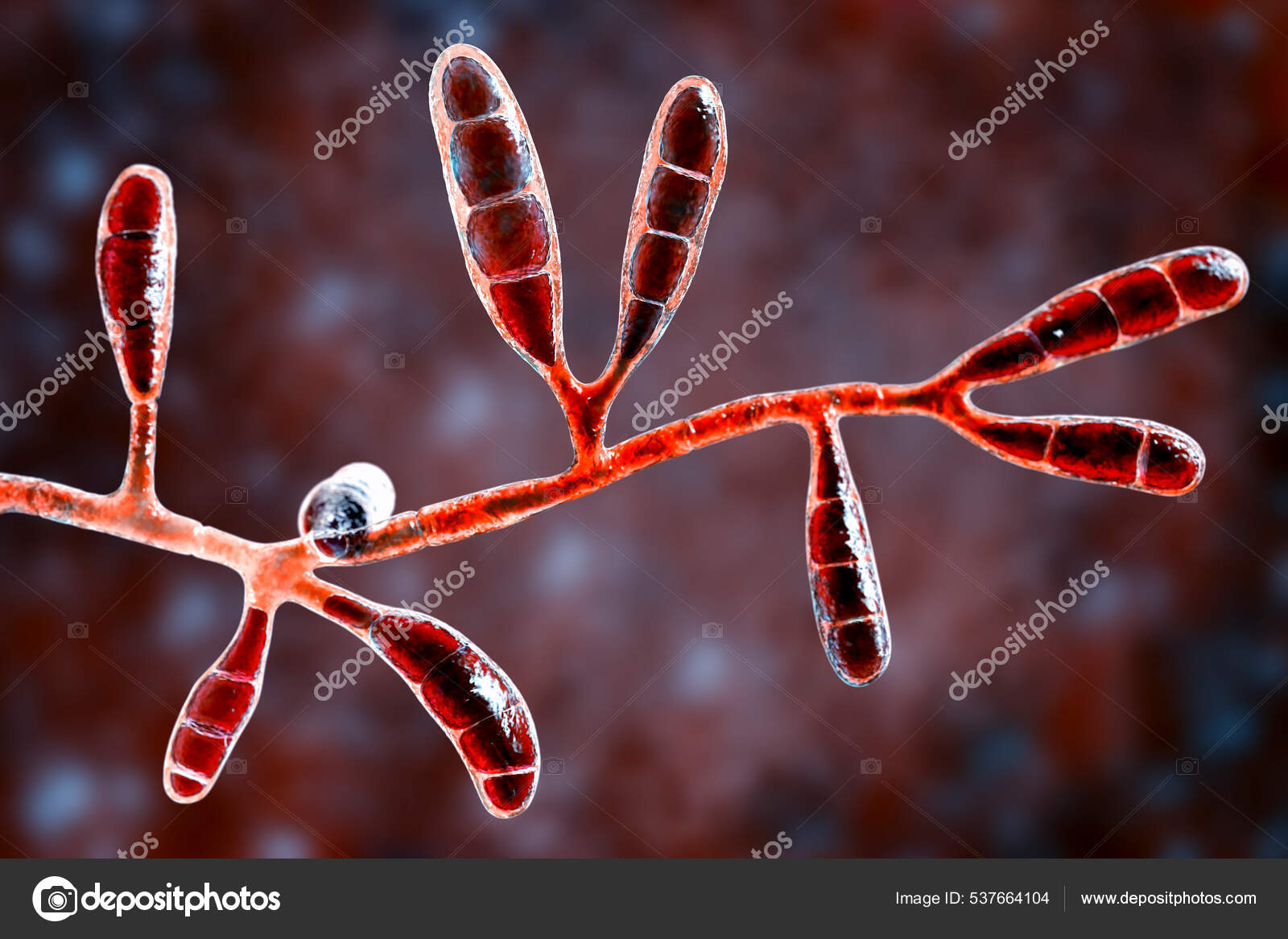 Fungus On Feet Microscopic