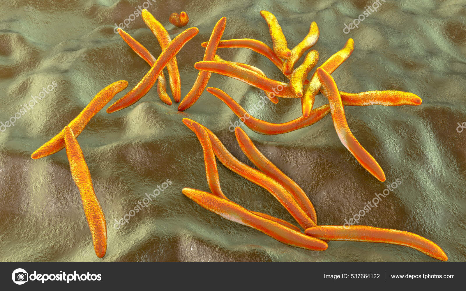 Fusobacterium Illustration Oral Bacterium Causes Periodontal Diseases ...