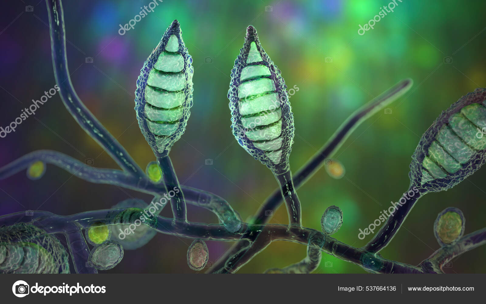 Microscopic Fungi Microsporum Canis Illustration Zoophilic Dermatophyte ...