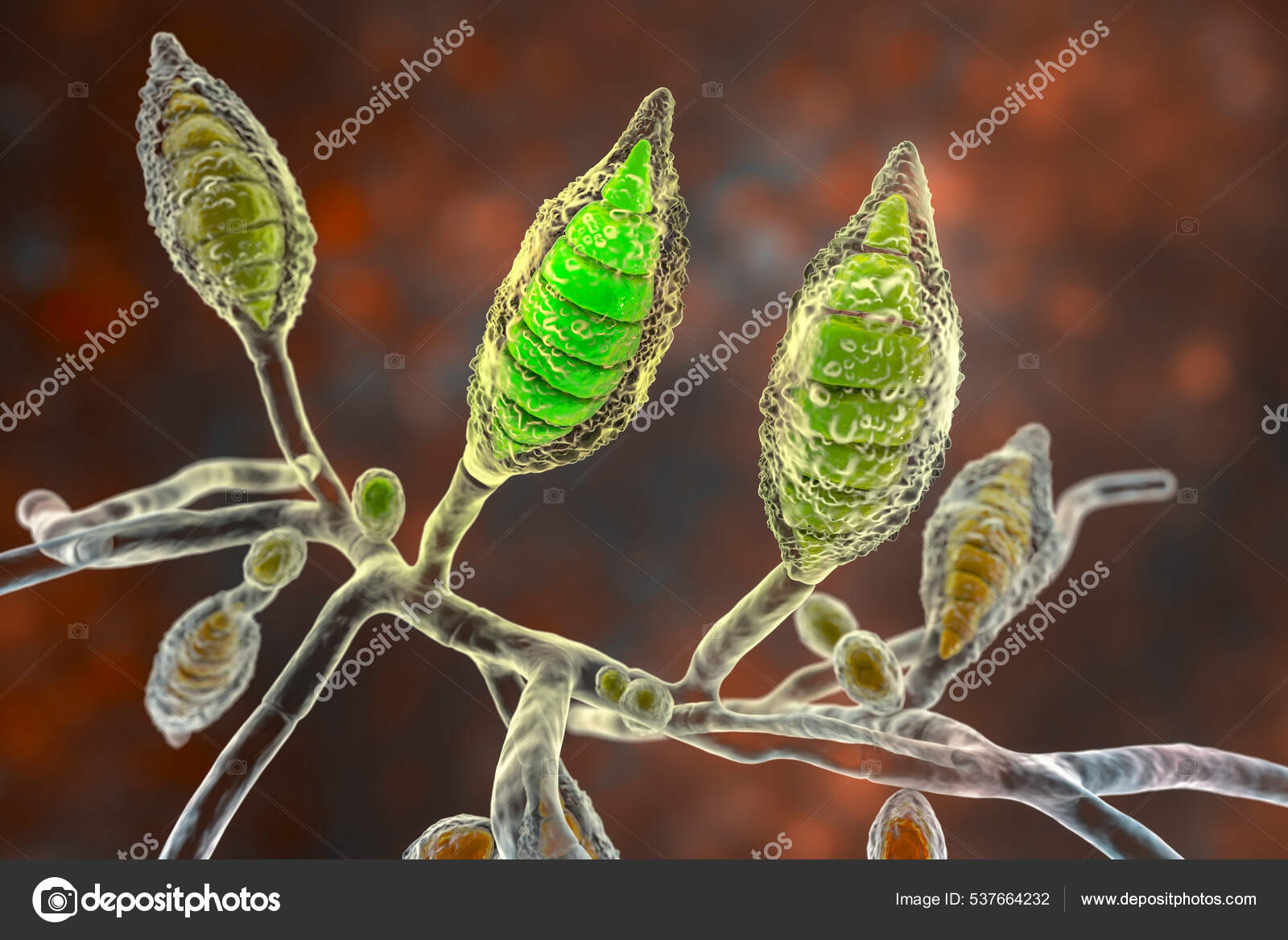 Microscopic Fungi Microsporum Canis Illustration Zoophilic Dermatophyte ...