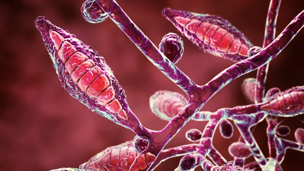 Fungus Trichophyton Rubrum Illustration Showing Macroconidia ...