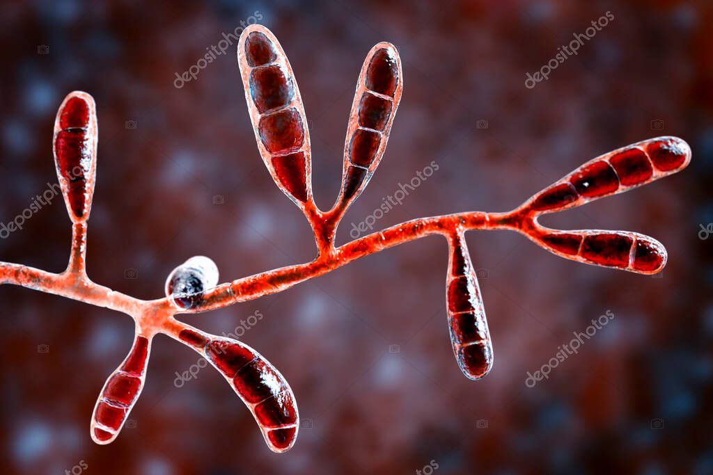 Hongos microscópicos Epidermophyton floccosum, ilustración científica ...