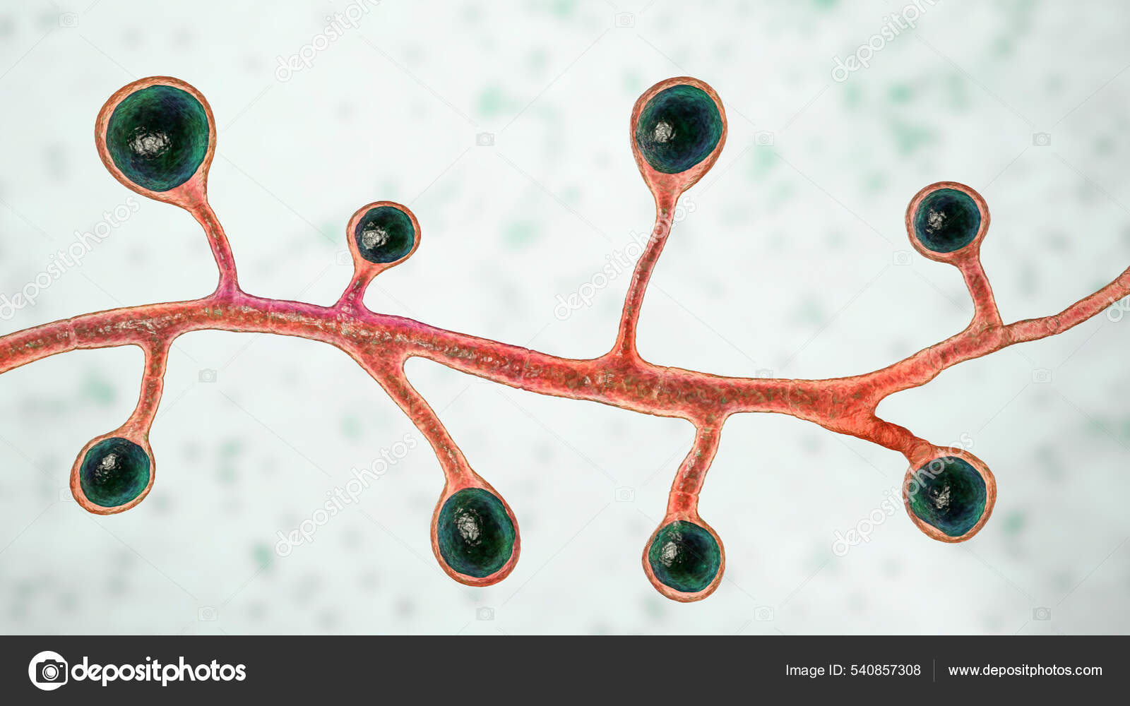 Blastomyces Dermatitidis Fungi Causative Agent Disease Blastomycosis ...