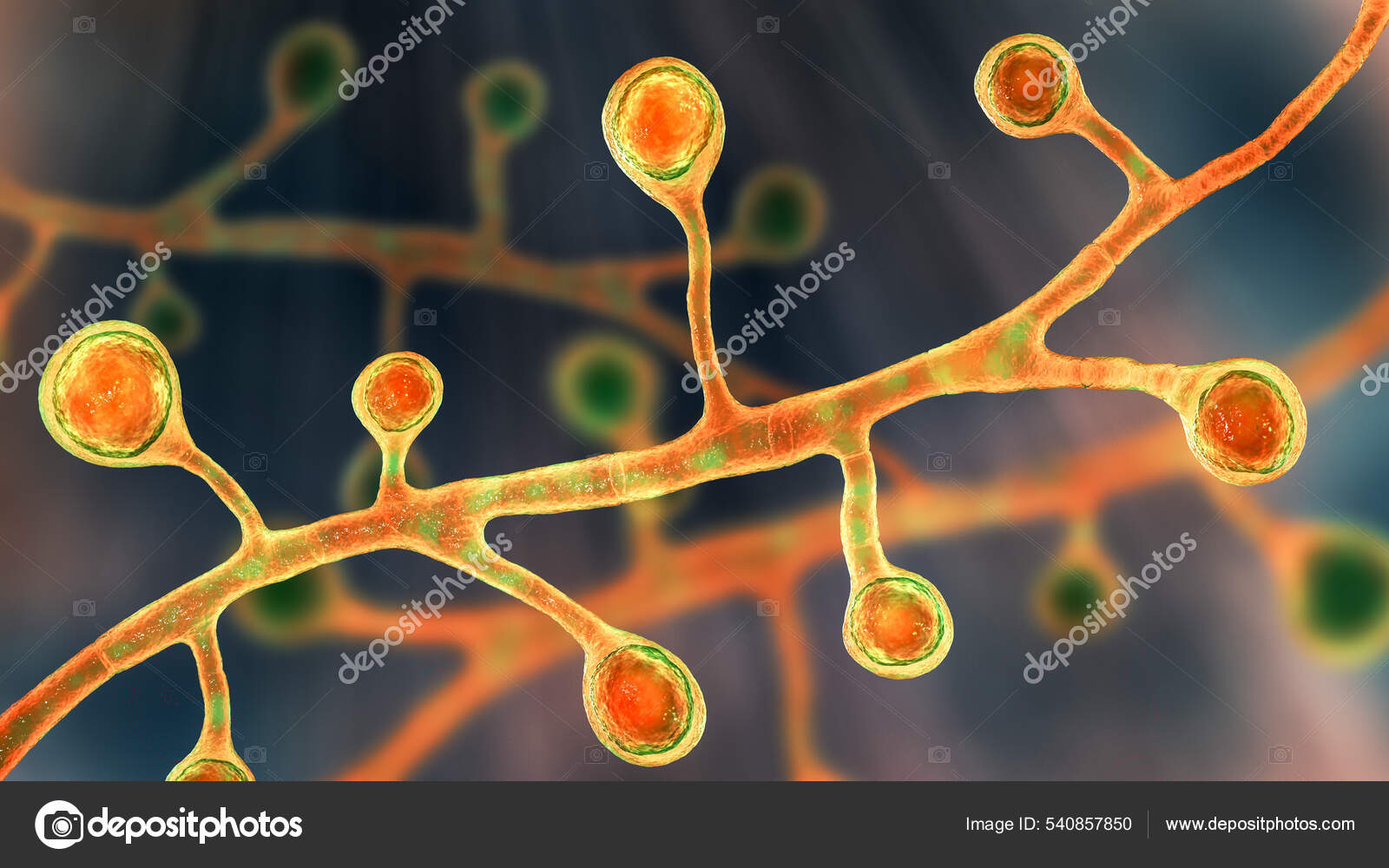 Blastomyces Dermatitidis Fungi Agente Causal Enfermedad Blastomicosis ...