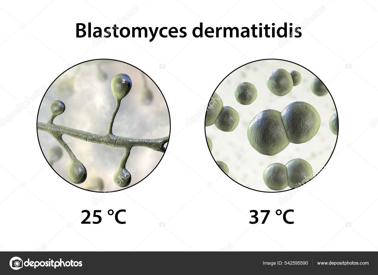 Blastomyces Dermatitidis Fungi Causative Agent Blastomycosis Lungs ...