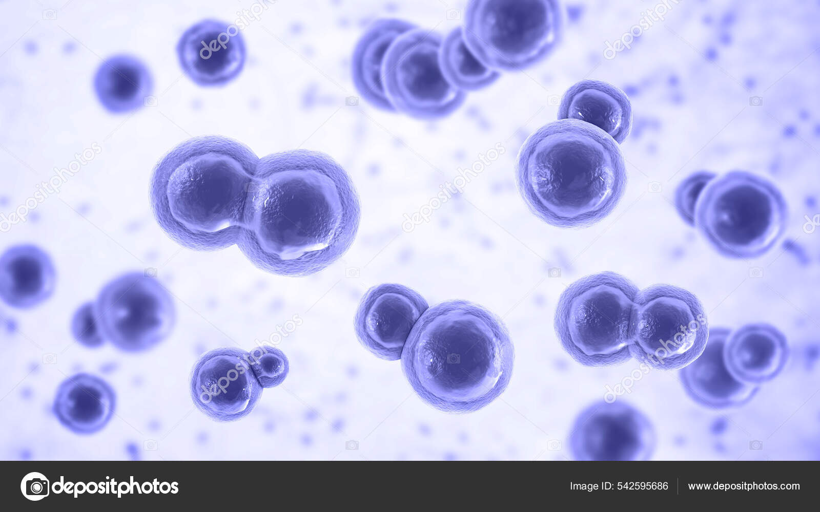 Blastomyces Dermatitidis Fungos Agente Causador Doença Blastomicose Que ...