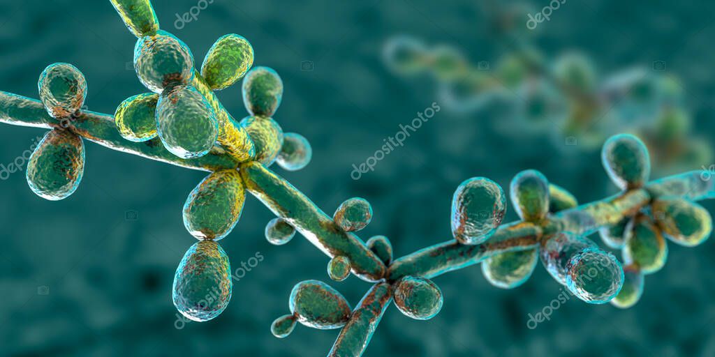 Levaduras de Candida tropicalis, hongos microscópicos que causan ...