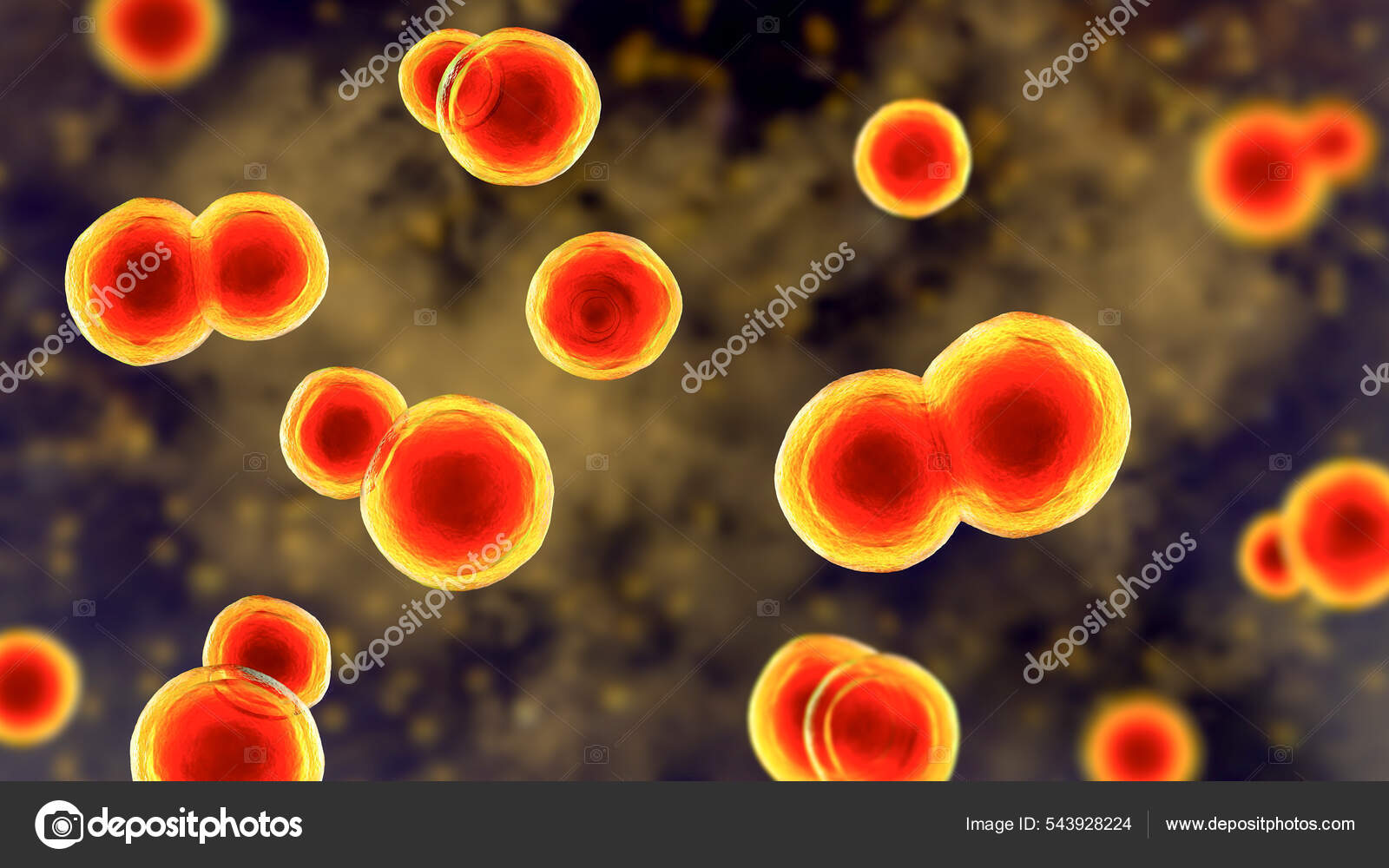 Blastomyces Dermatitidis Fungi Causative Agent Disease Blastomycosis ...