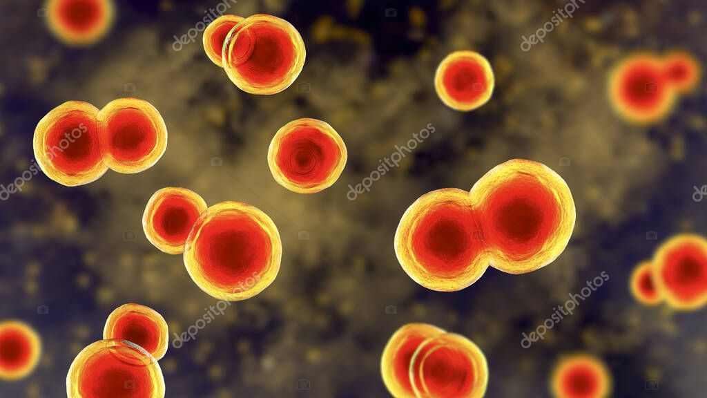 Blastomyces dermatitidis fungi, el agente causal de la enfermedad ...