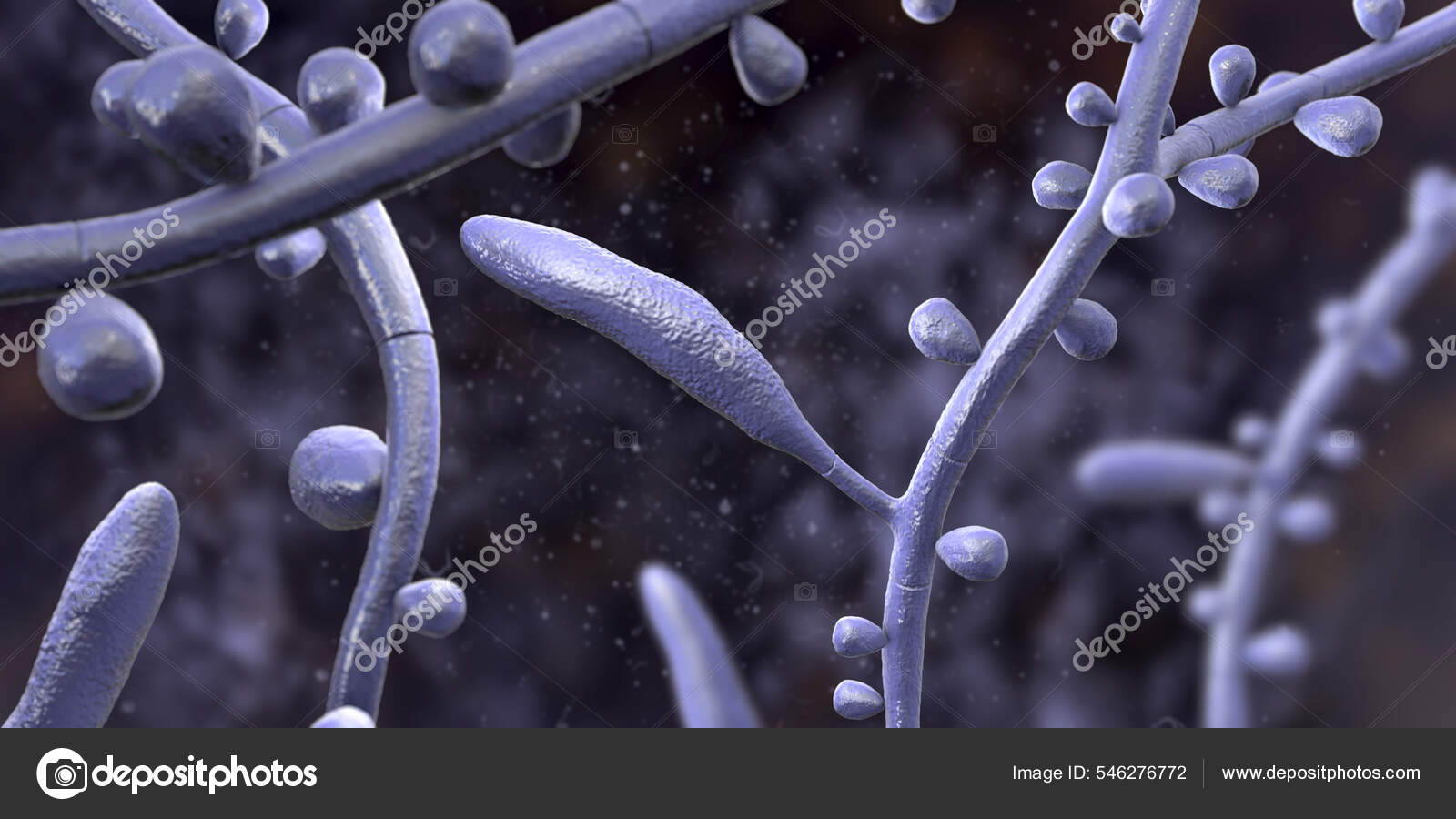 Fungus Trichophyton Rubrum Illustration Showing Macroconidia ...