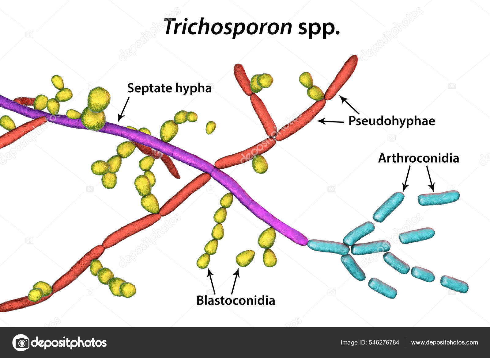 Blastoconídios O Que é - RETOEDU