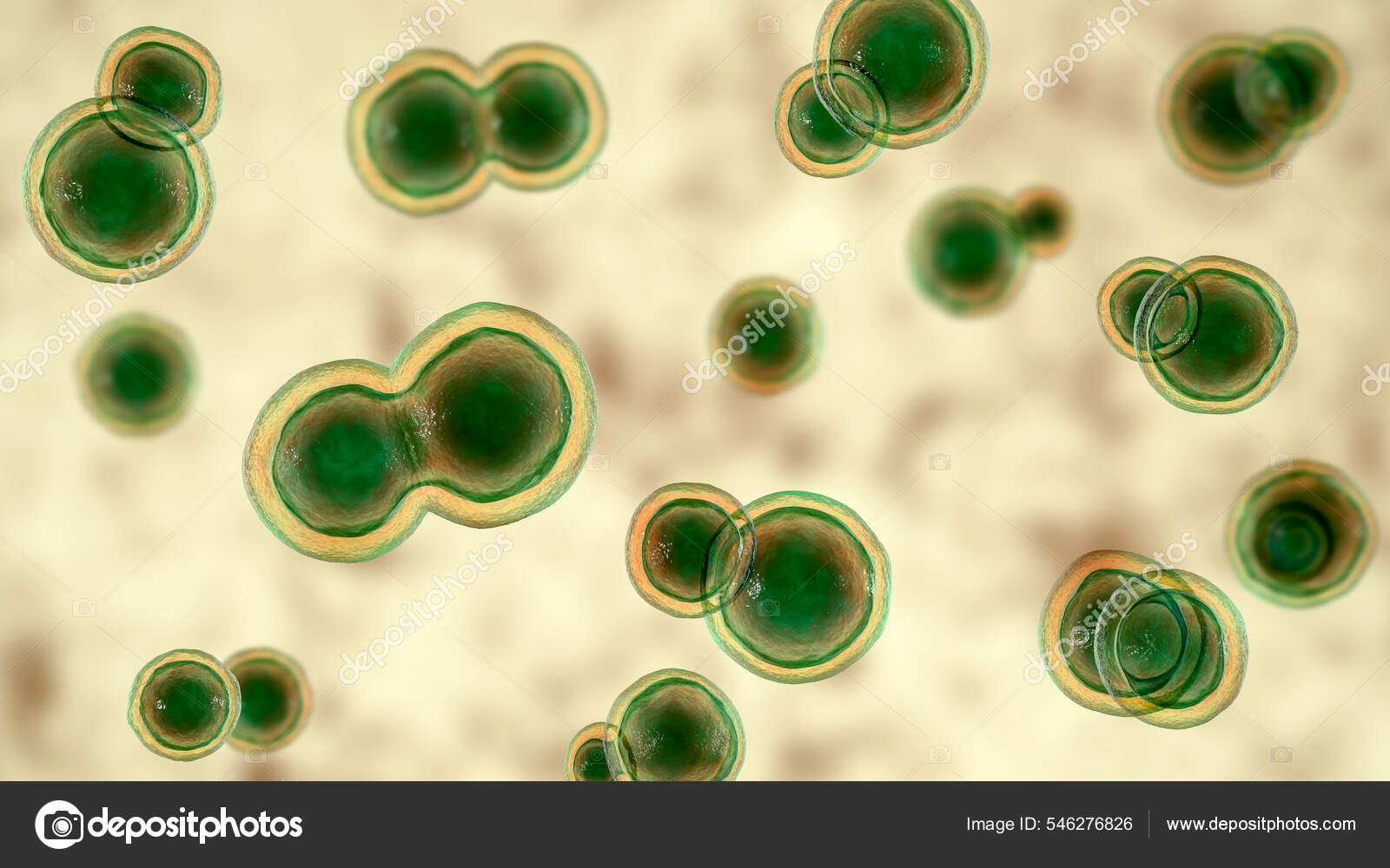 Blastomyces Dermatitidis Fungi Agente Causal Enfermedad Blastomicosis ...
