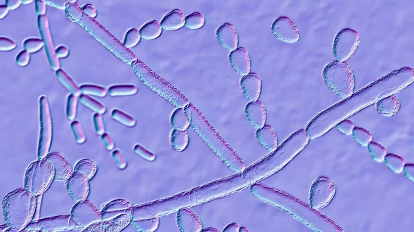Fungi Trichophyton Mentagrophytes Illustration Showing Macroconidia ...