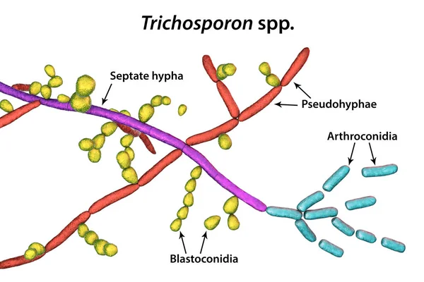 Structure Microscopic Fungi Microsporum Audouinii Illustration ...