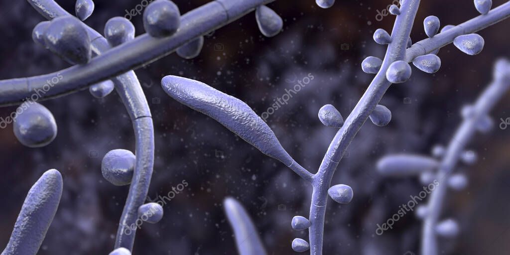 Hongo Trichophyton rubrum, ilustración 3D que muestra macroconidios ...