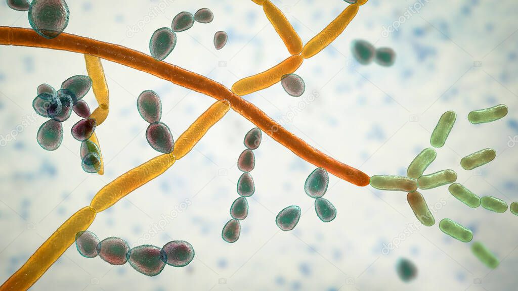 Hongos microscópicos Trichosporon, ilustración 3D muestra hifas septas ...
