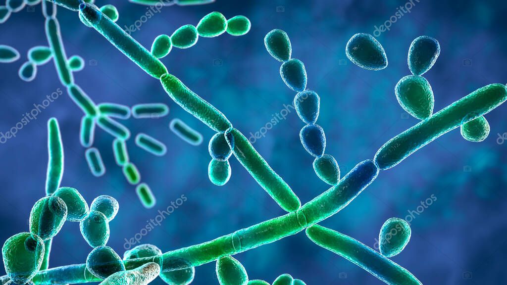 Hongos microscópicos Trichosporon, ilustración 3D muestra hifas septas ...