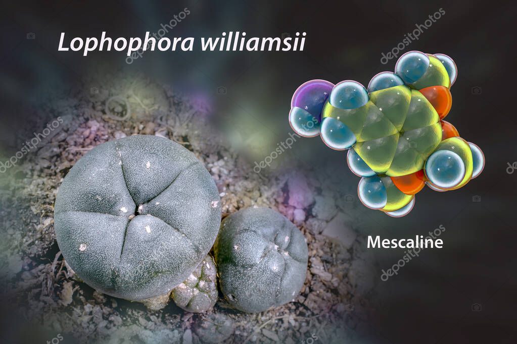 Molécula de mescalina y su fuente natural, cactus peyotl mexicano ...