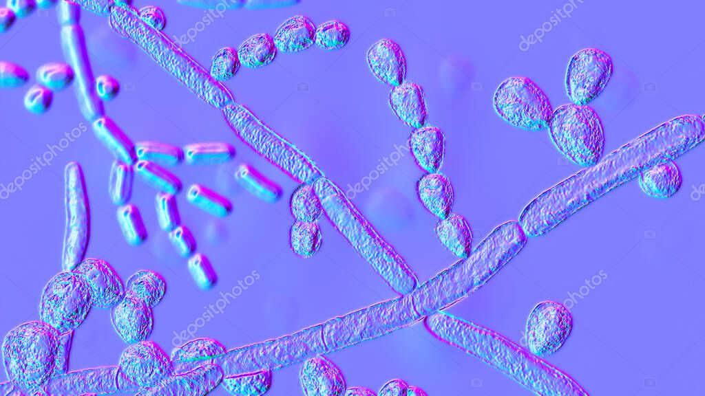 Hongos microscópicos Trichosporon, ilustración 3D muestra hifas septas ...