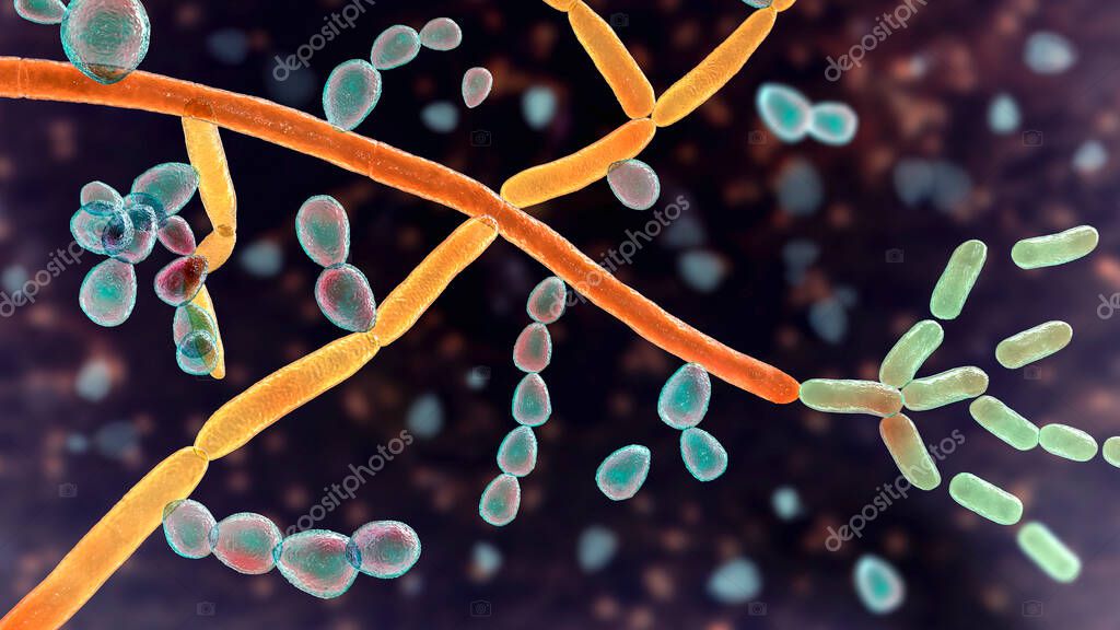 Hongos microscópicos Trichosporon, ilustración 3D muestra hifas septas ...