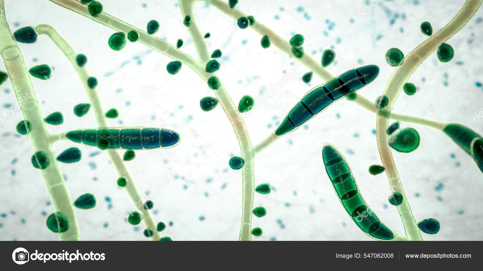 Fungus Trichophyton Rubrum Illustration Showing Macroconidium ...