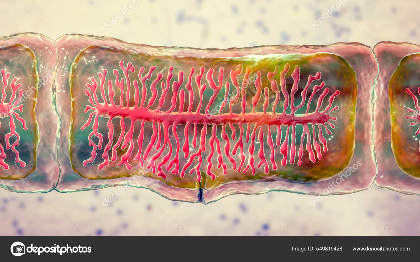 Proglottid Body Unit Tapeworm Taenia Saginata Illustration Flatworm ...