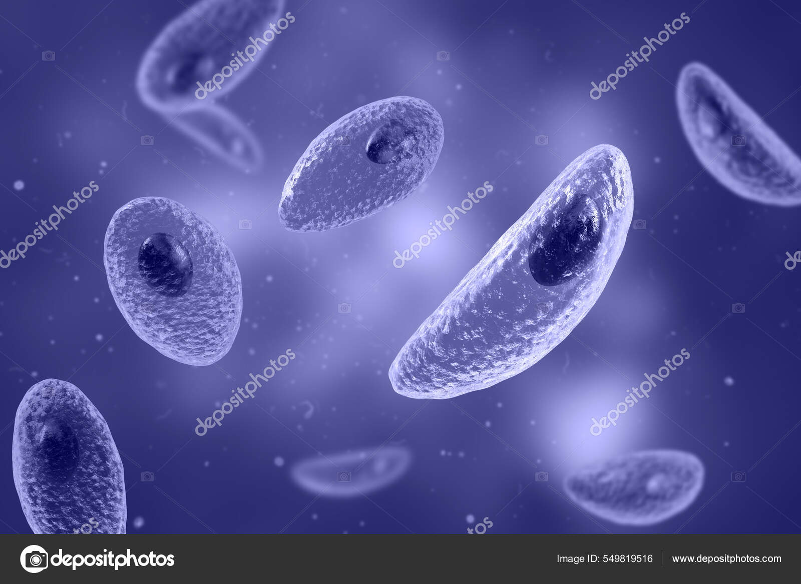 Parasitic Protozoans Toxoplasma Gondii Causative Agent Toxoplasmosis ...