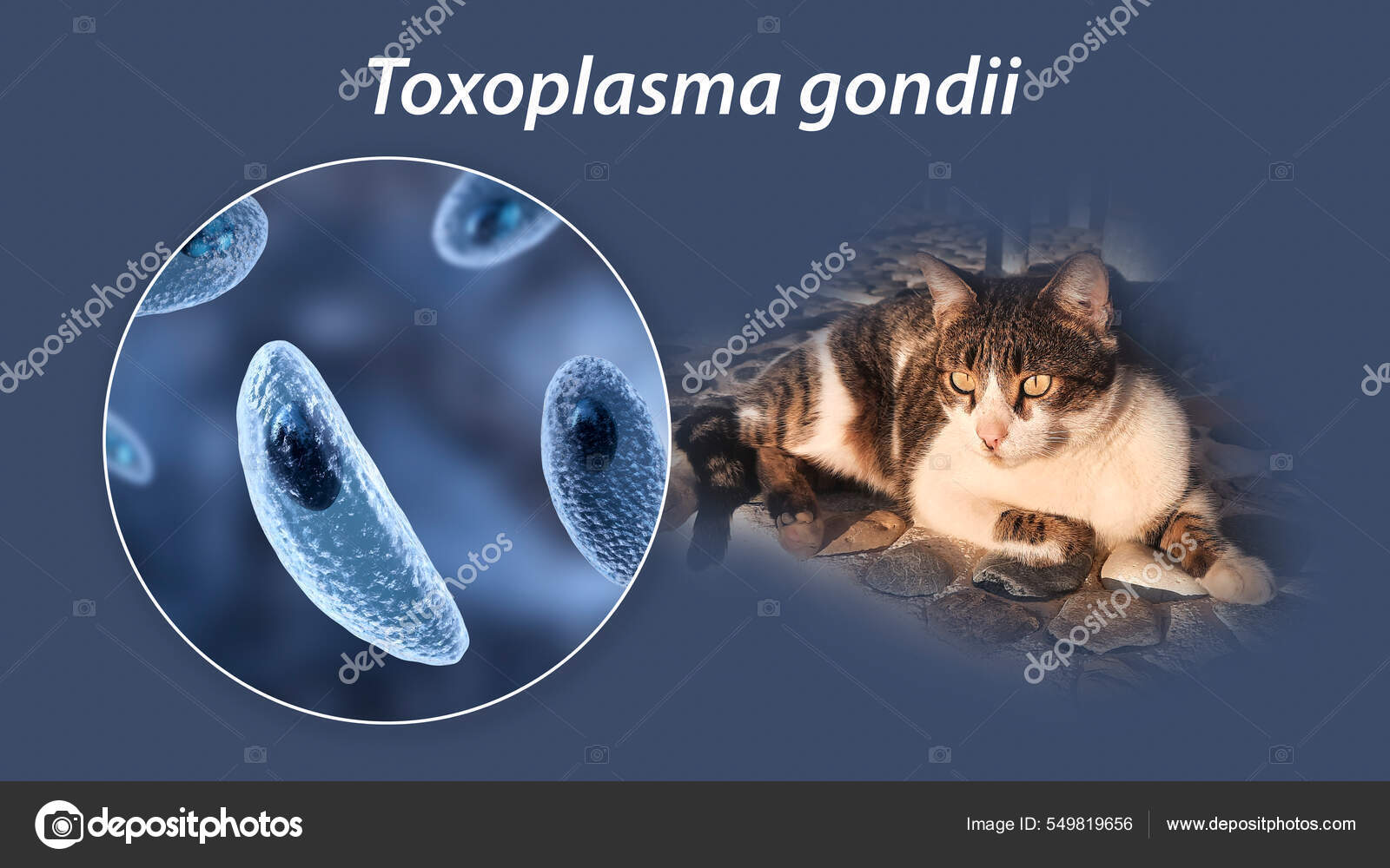 Protozoos Parasitarios Toxoplasma Gondii Agente Causal Toxoplasmosis Etapa Taquizoito ...