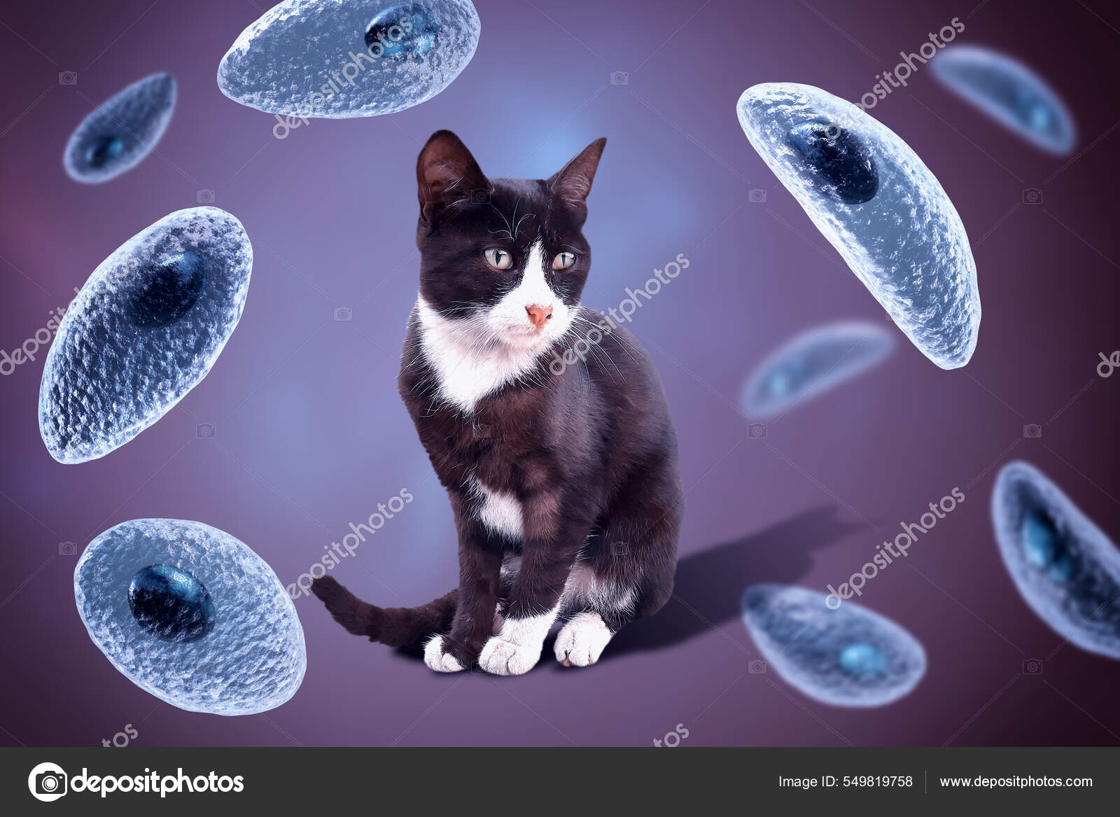 Protozoos Parasitarios Toxoplasma Gondii Agente Causal Toxoplasmosis Etapa Taquizoitos ...