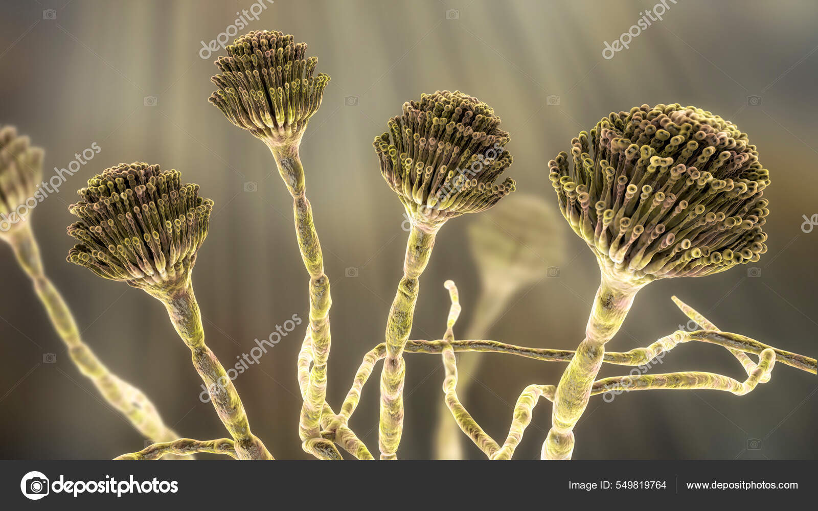Hongos Aspergillus Moho Negro Que Producen Aflatoxinas Causan ...